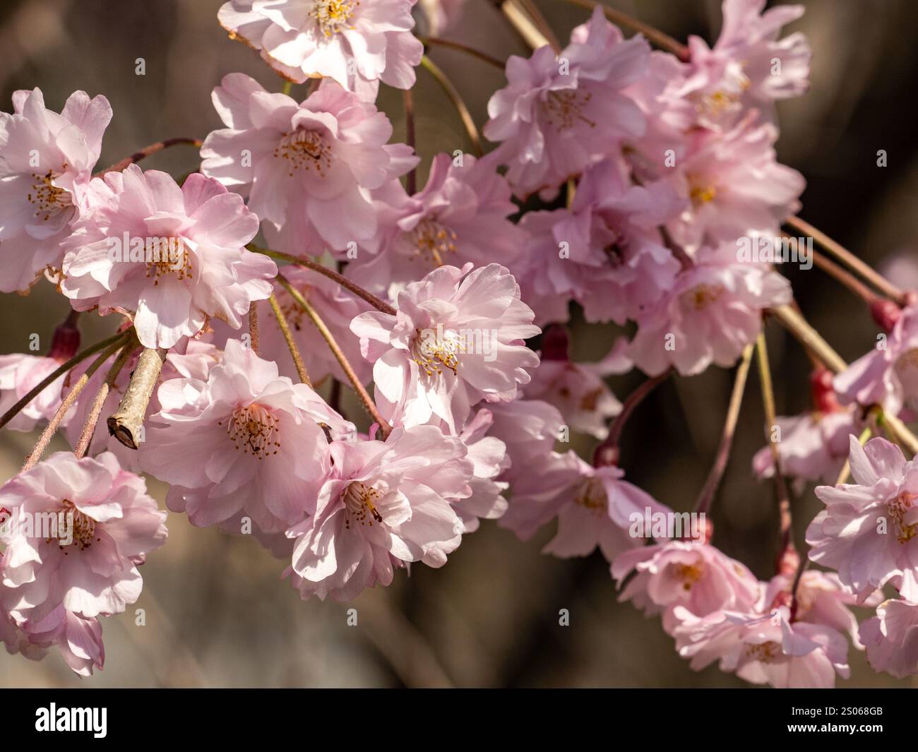 A cluster of lovely pink cherry blossoms in bloom in Oba Castle Ruins ...