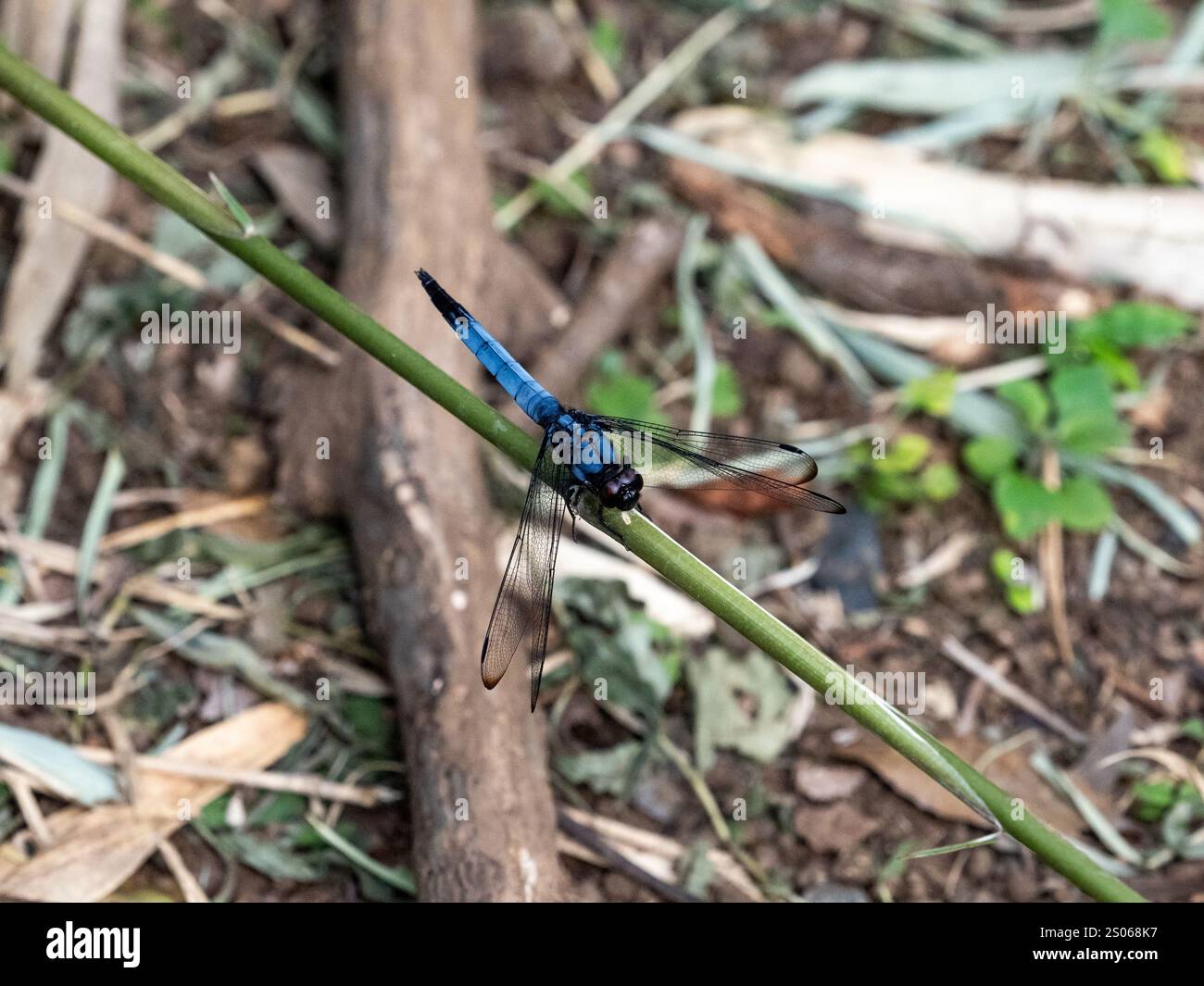 A male Greater Blue Skimmer dragonfly, Orthetrum melania, rests on a ...