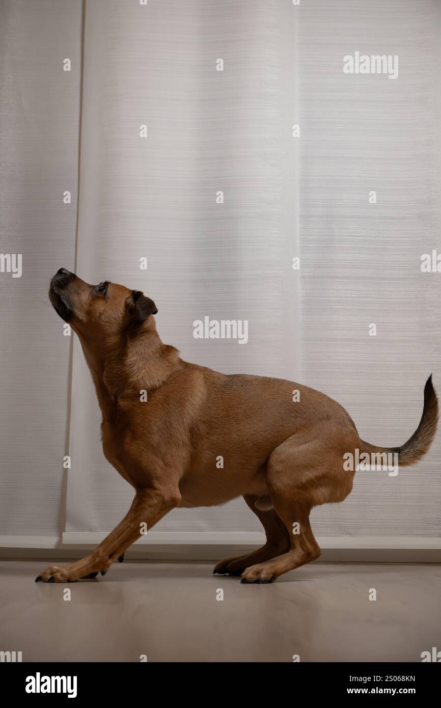 Happy dog enjoying its airborne treat Stock Photo - Alamy