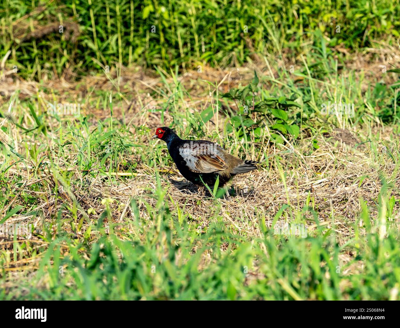 A family of Japanese green pheasants, Phasianus versicolor, search ...
