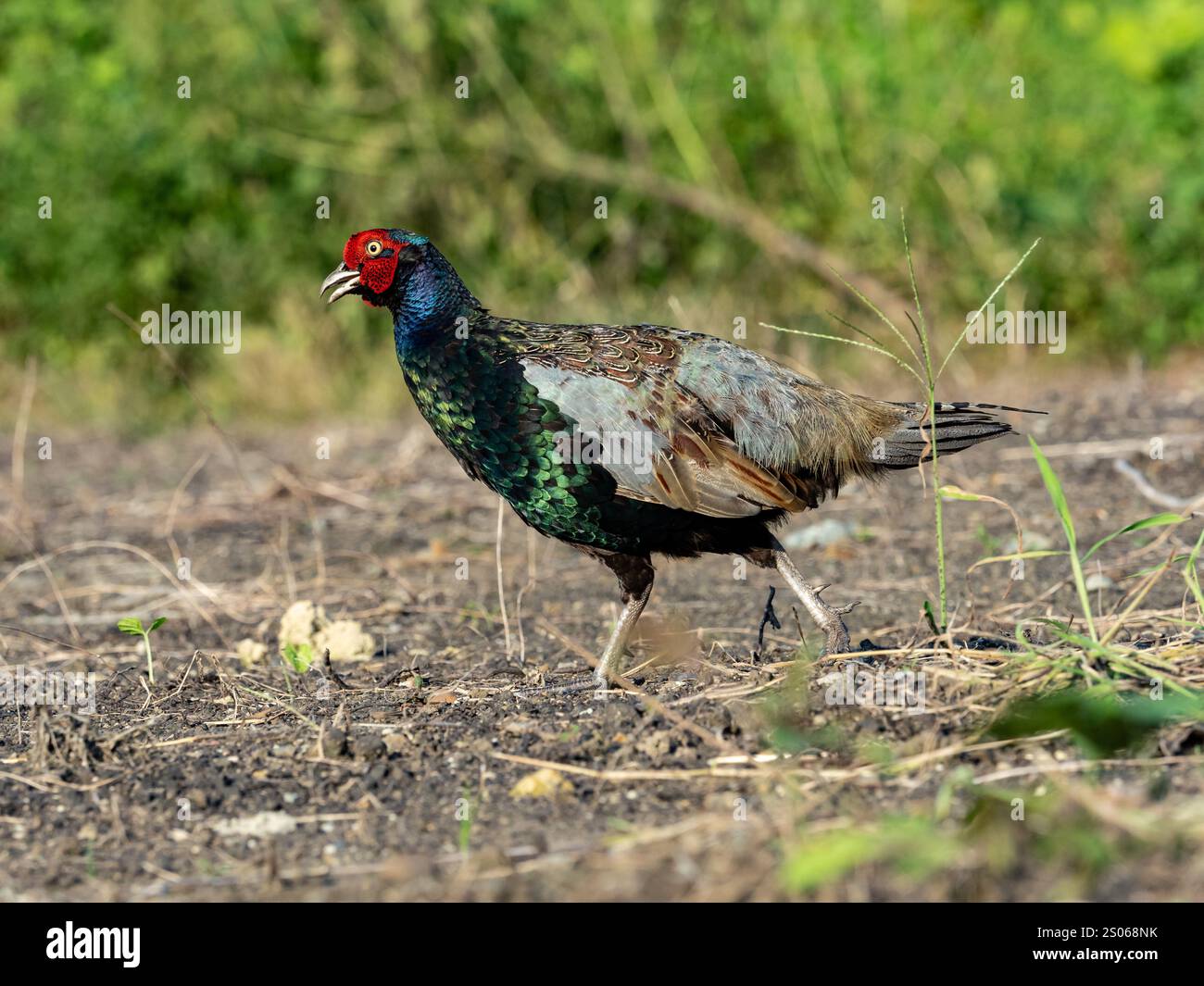 A family of Japanese green pheasants, Phasianus versicolor, search ...