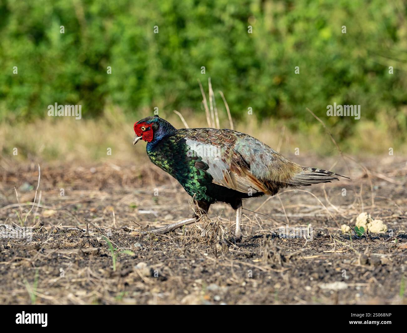 A family of Japanese green pheasants, Phasianus versicolor, search ...