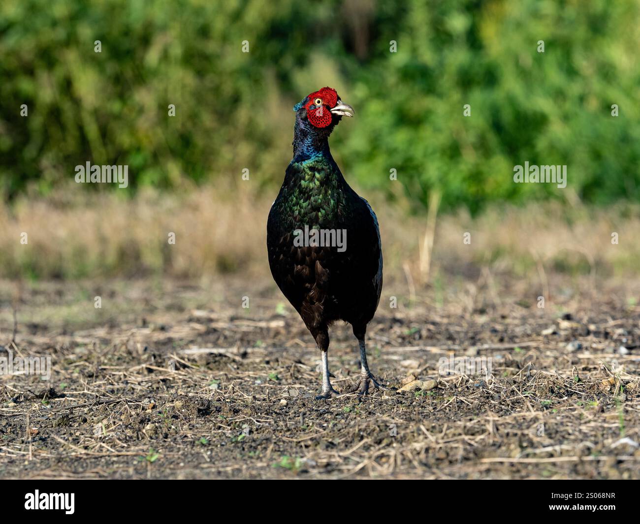 A family of Japanese green pheasants, Phasianus versicolor, search ...
