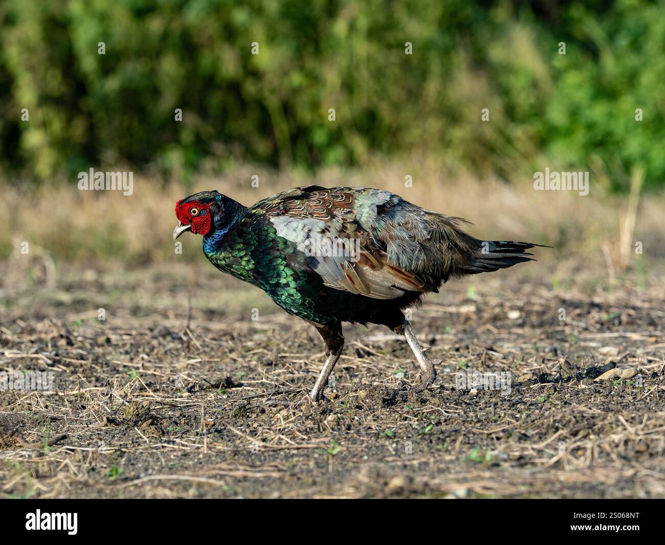 A family of Japanese green pheasants, Phasianus versicolor, search ...