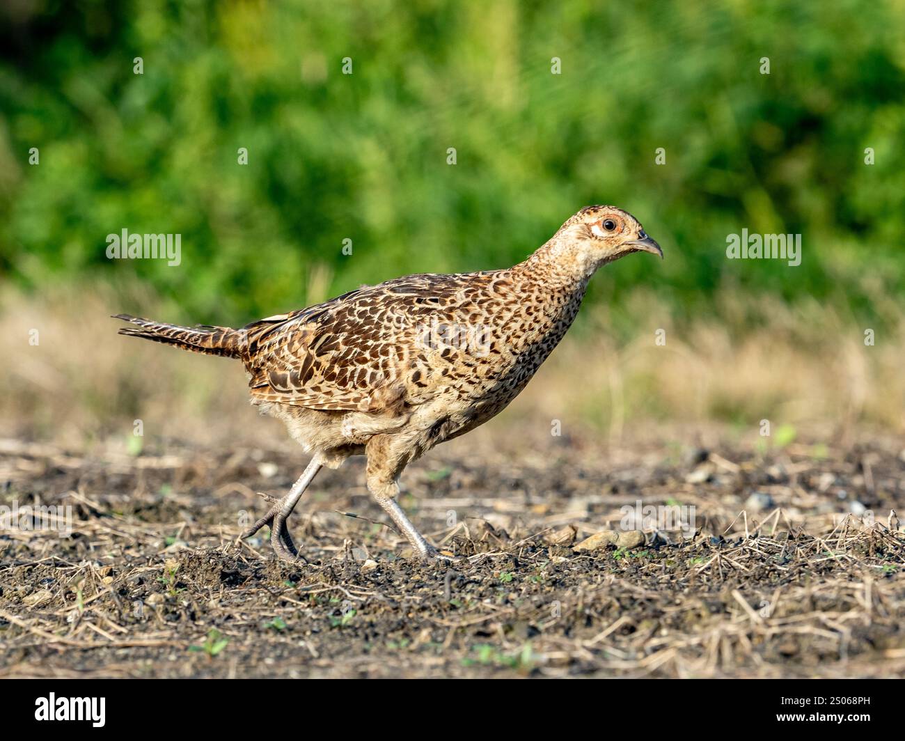 A family of Japanese green pheasants, Phasianus versicolor, search ...
