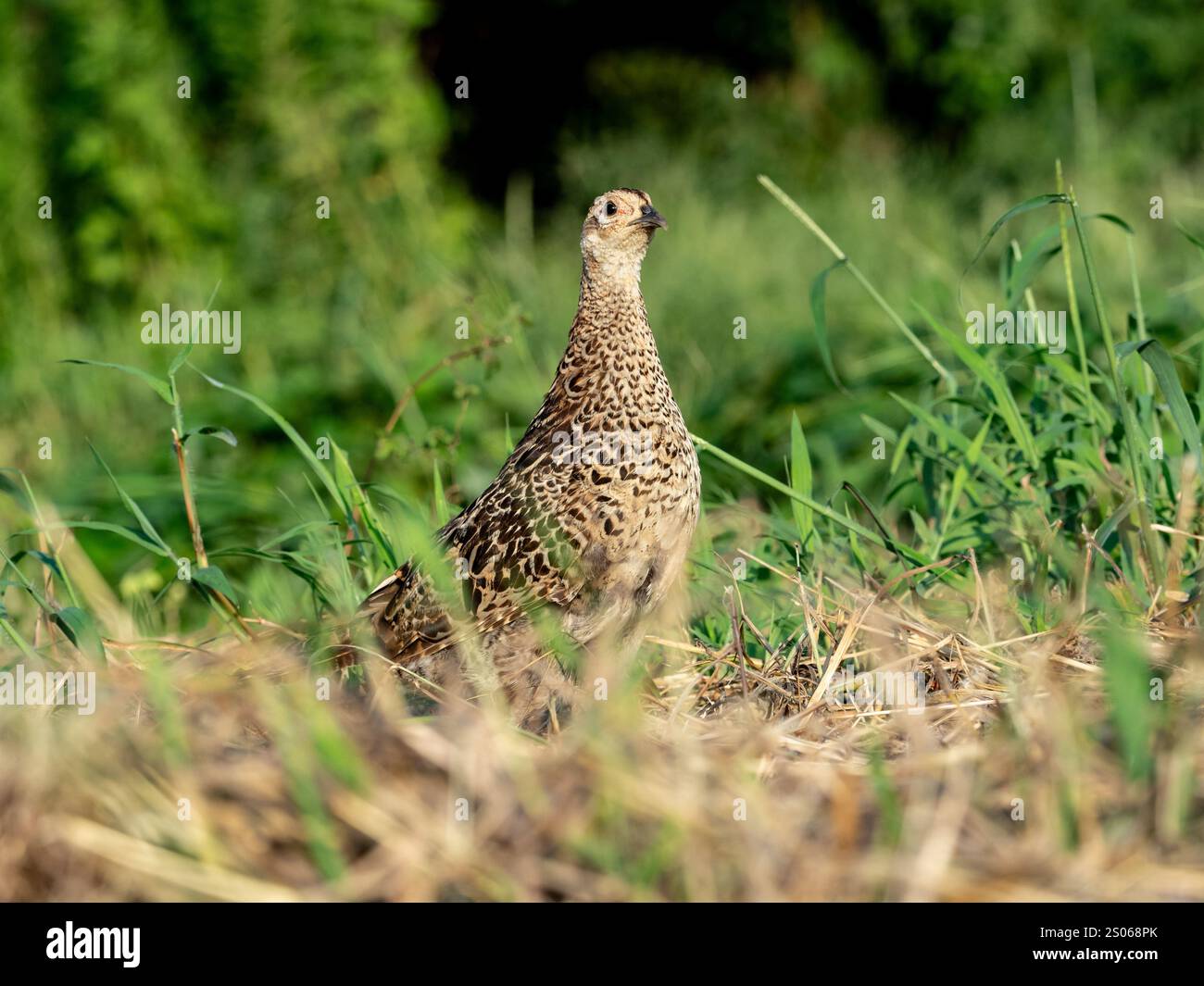 A family of Japanese green pheasants, Phasianus versicolor, search ...