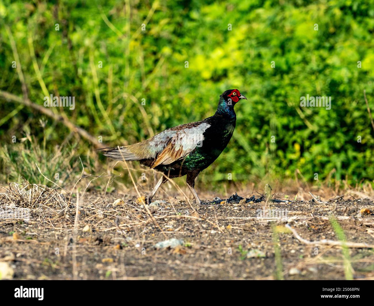 A family of Japanese green pheasants, Phasianus versicolor, search ...