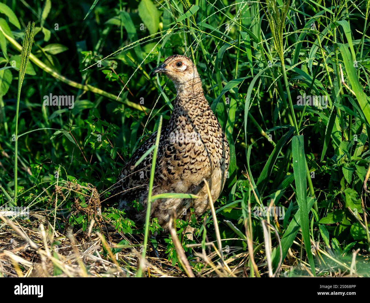 A family of Japanese green pheasants, Phasianus versicolor, search ...