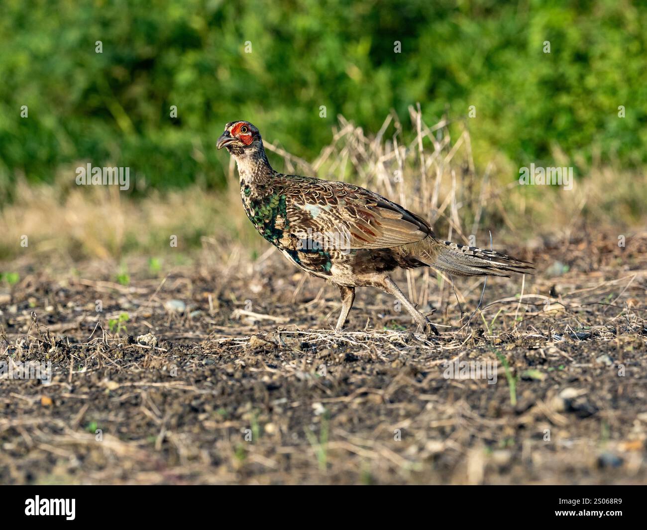A family of Japanese green pheasants, Phasianus versicolor, search ...