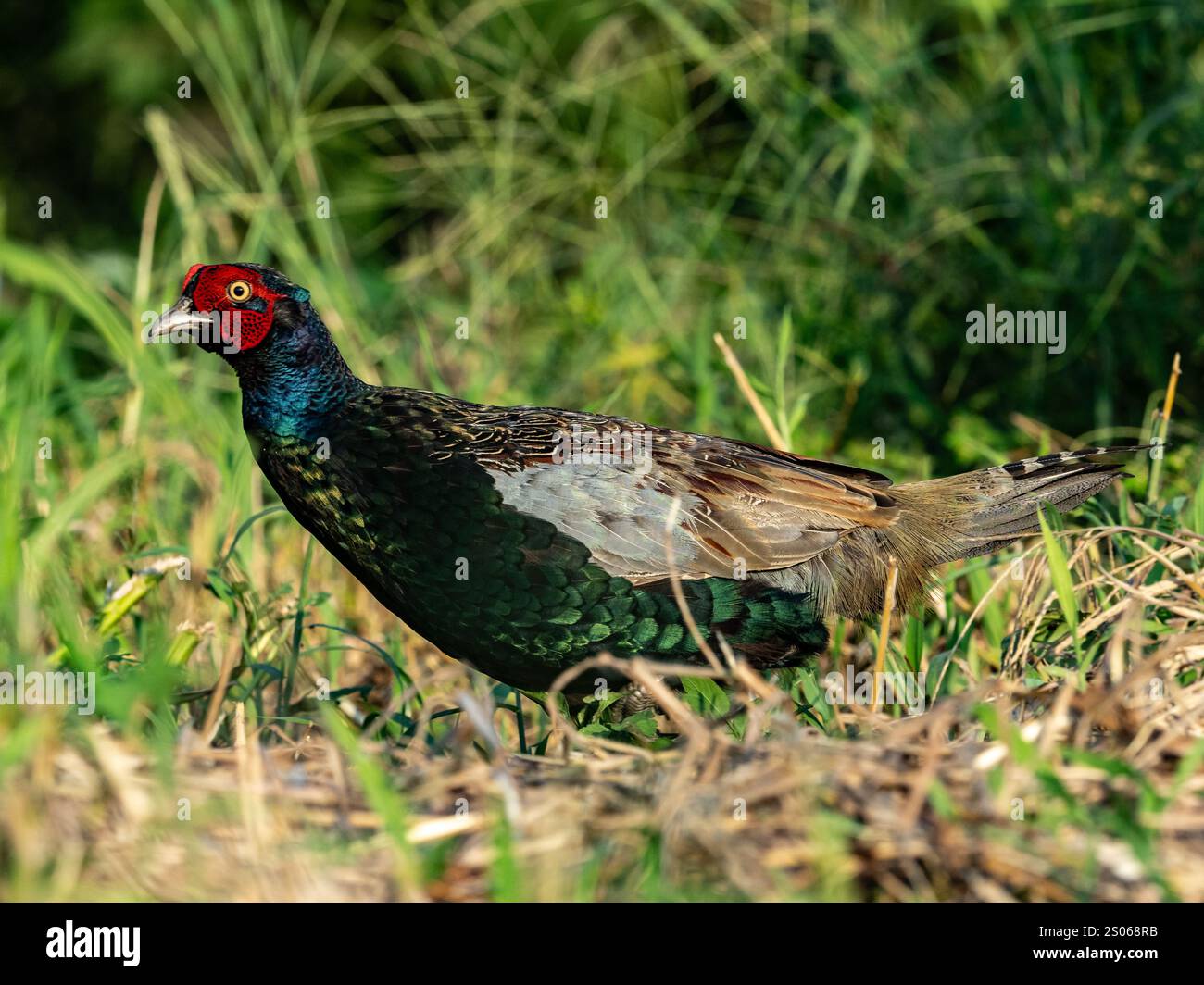 A family of Japanese green pheasants, Phasianus versicolor, search along an empty Japanese field ...