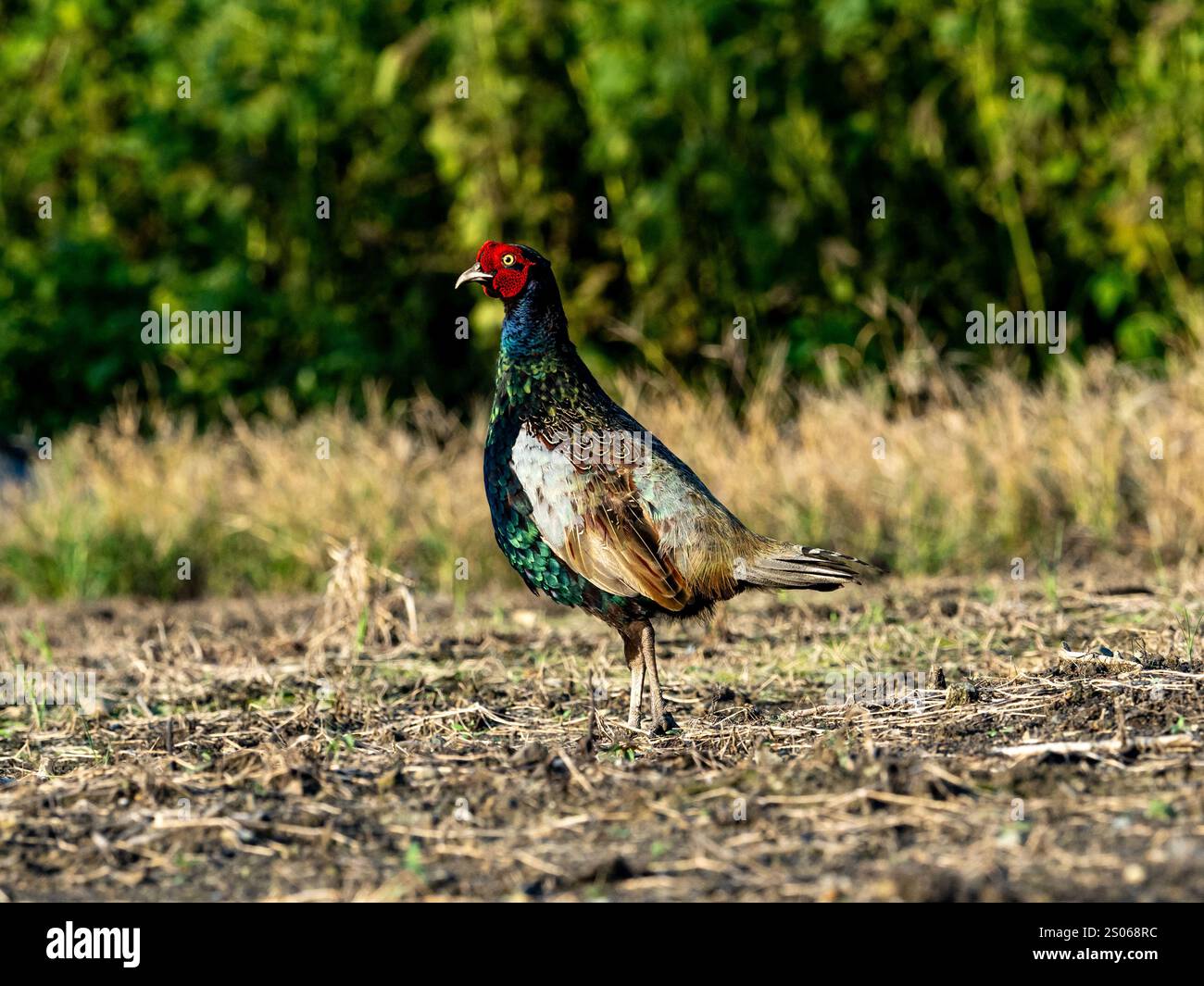 A family of Japanese green pheasants, Phasianus versicolor, search ...
