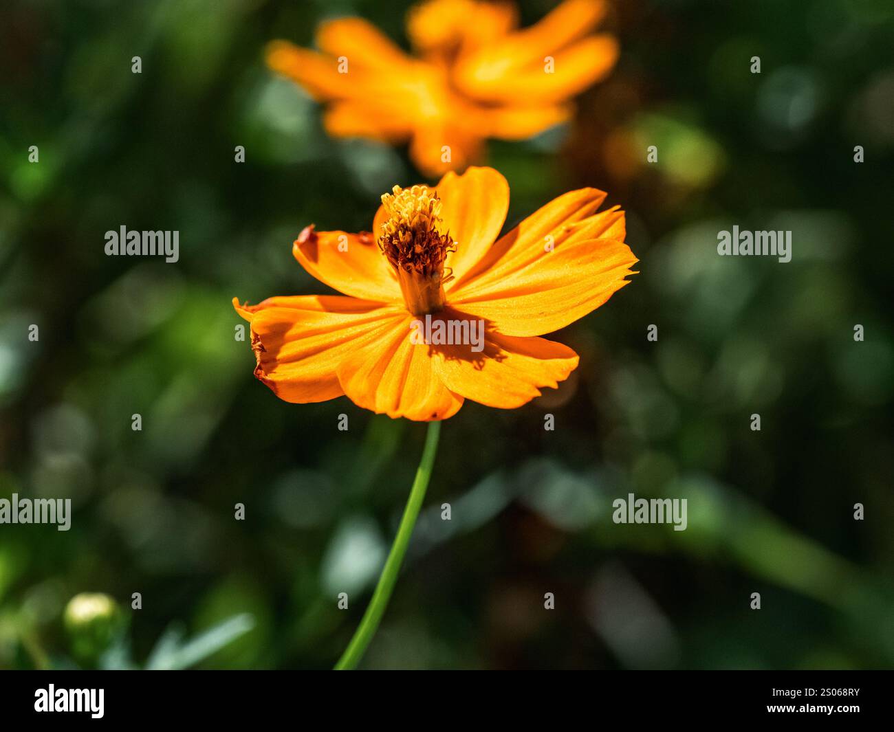 a golden cosmos flower blooms along a roadside in Yokohama, Japan Stock ...