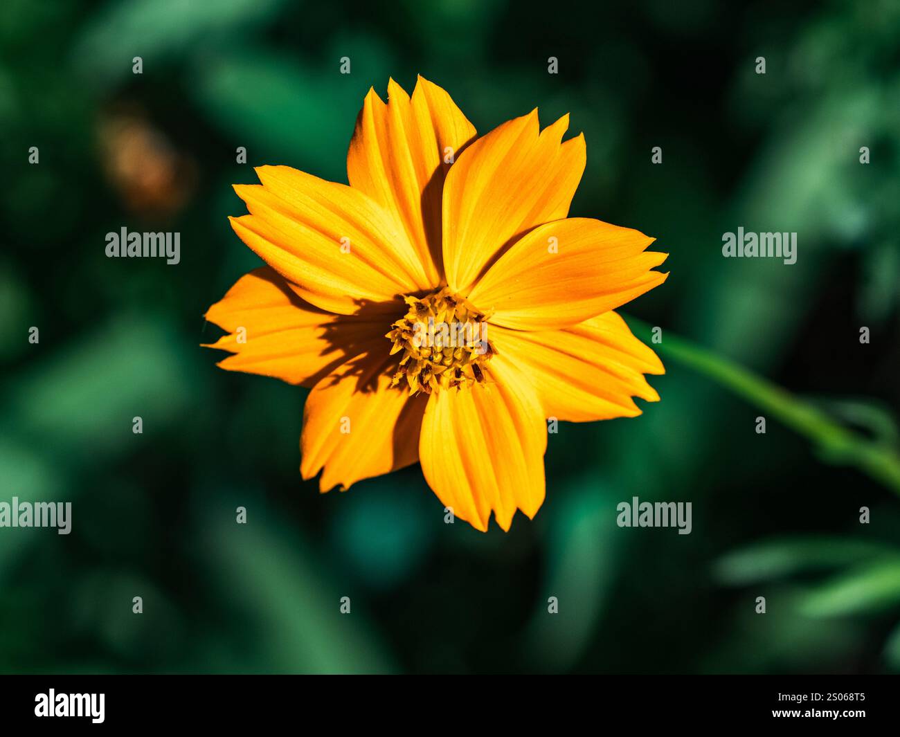 a golden cosmos flower blooms along a roadside in Yokohama, Japan Stock ...