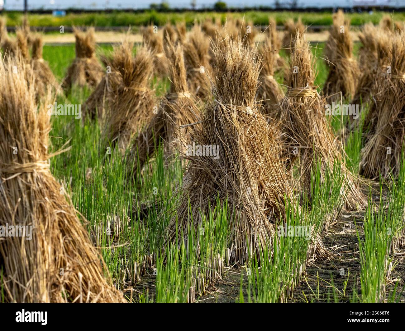 Bundles of rice stalks stand drying in an empty rice paddy on a farm ...