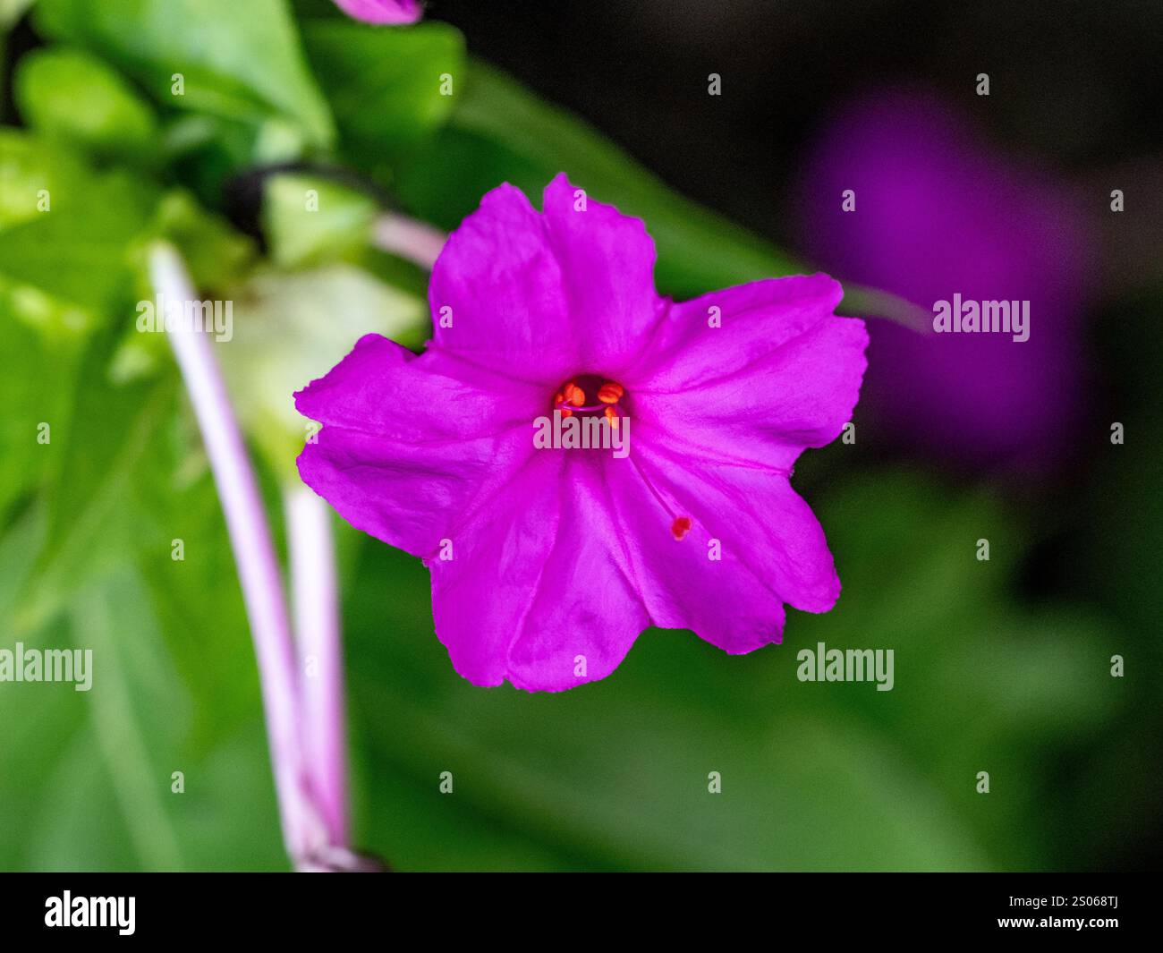 bright colored Marvel of Peru flowers, Mirabilis jalapa, bloom along a ...