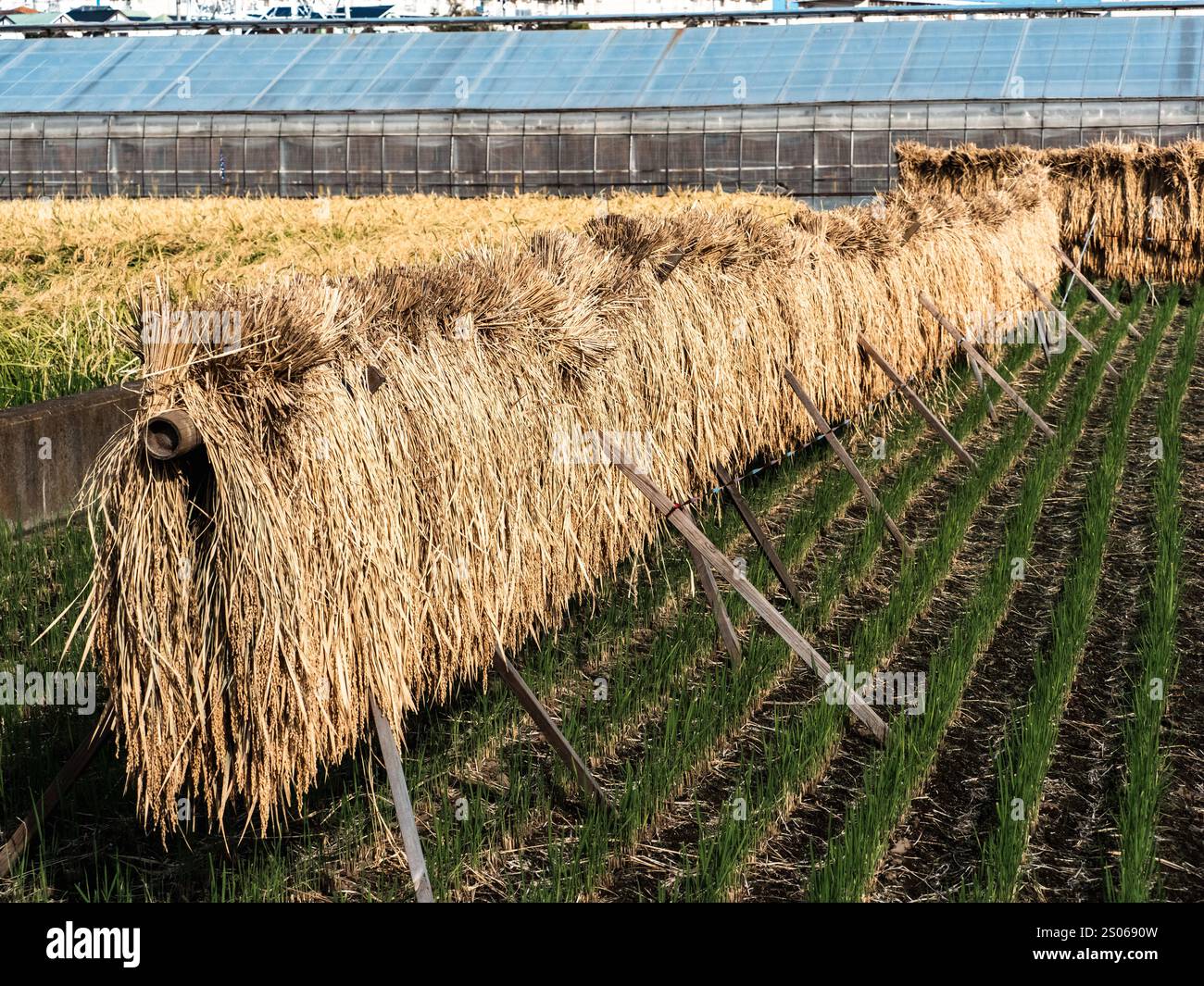 Rows of hanging rice straw drying along a pole in a newly harvested ...