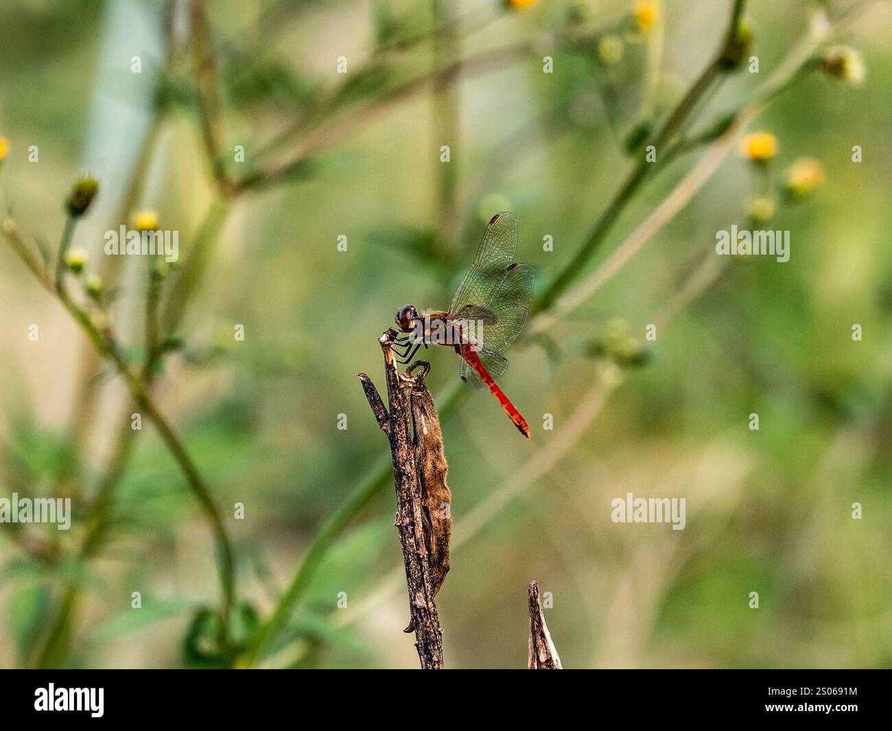 A bright Autumn Darter dragonfly, Sympetrum frequens, rests on the end ...