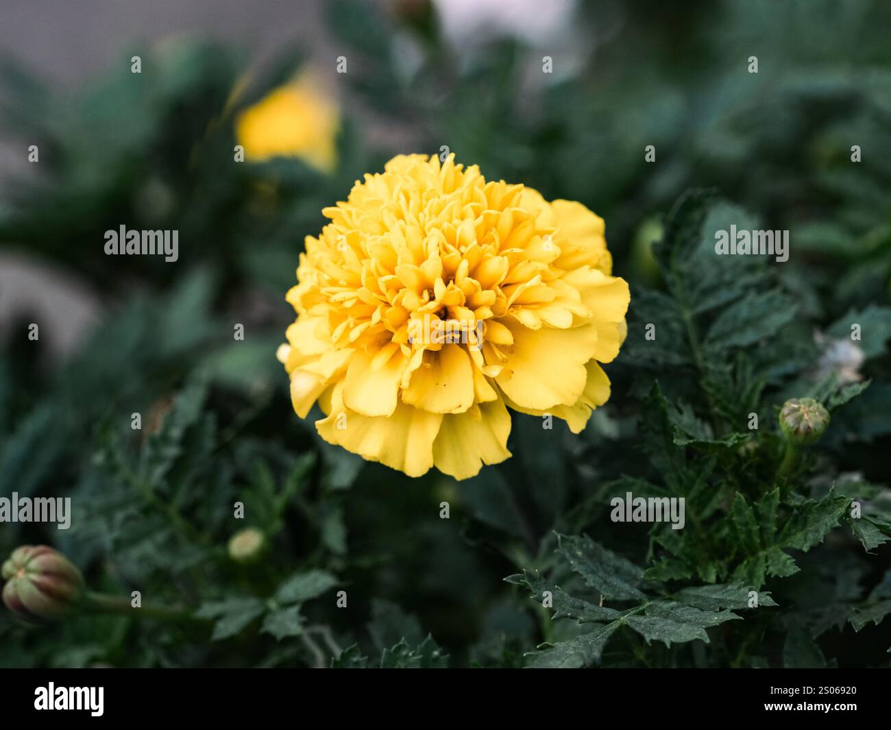 A bright yellow marigold flower blooms in a flowerbed on a farm near ...