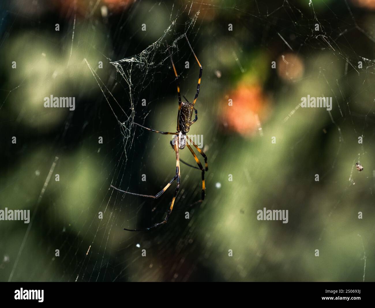 A large female Joro Spider, Trichonephila clavata, rests in her web in ...
