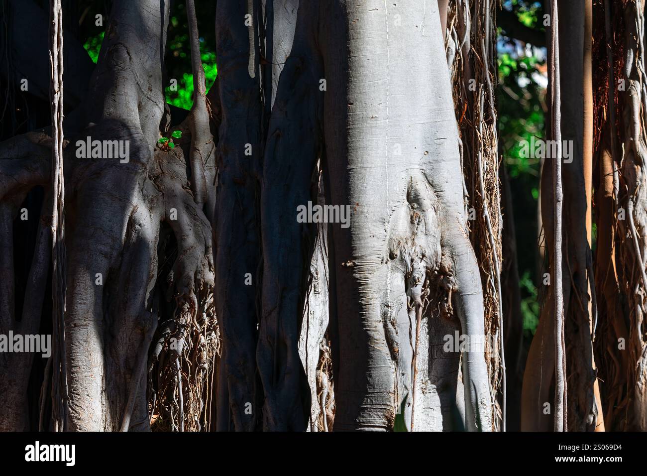 Trunks and aerial roots of a Banyan tree create a complex and visually ...