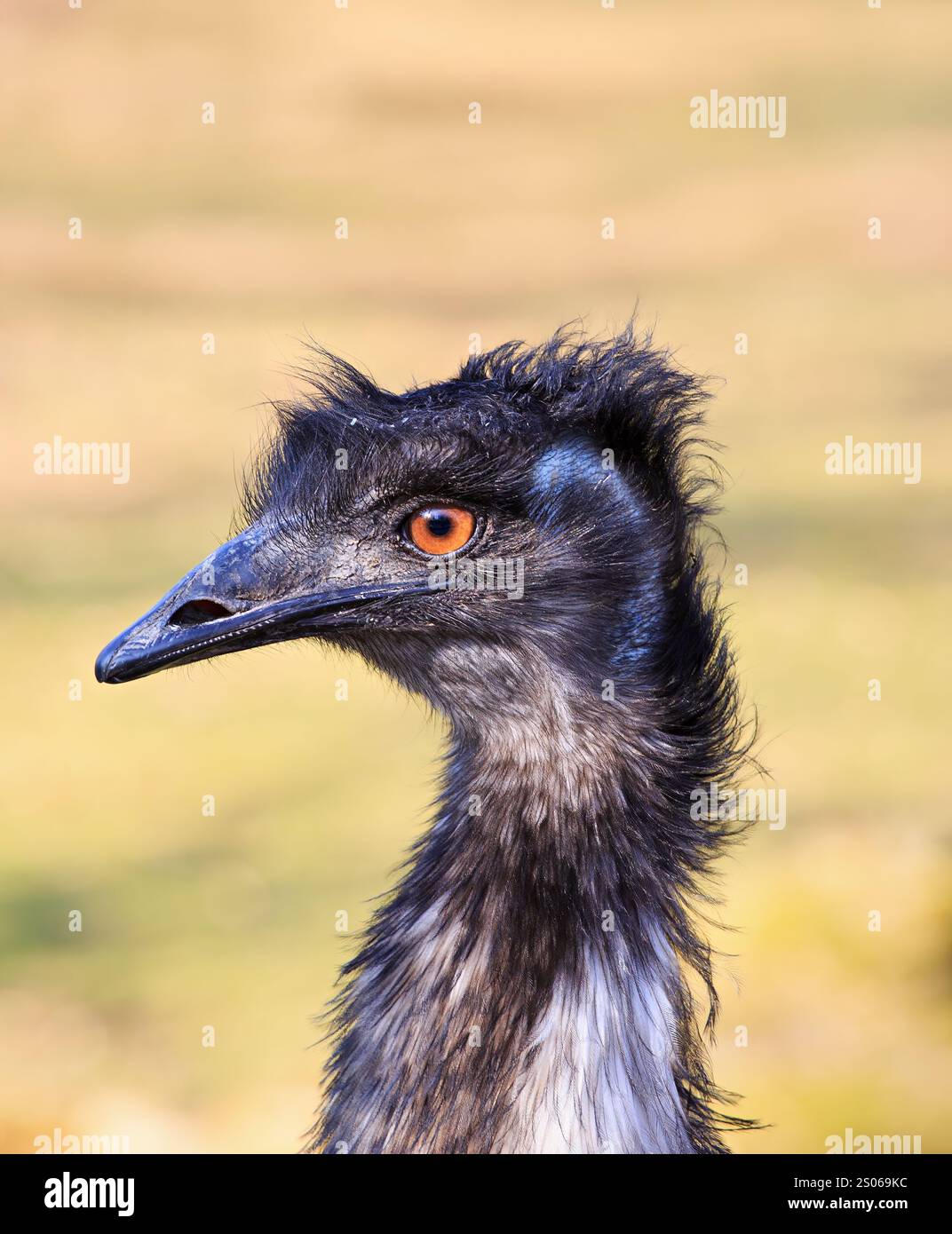 Portrait of the Australian emu (Dromaius novaehollandiae), view of neck ...