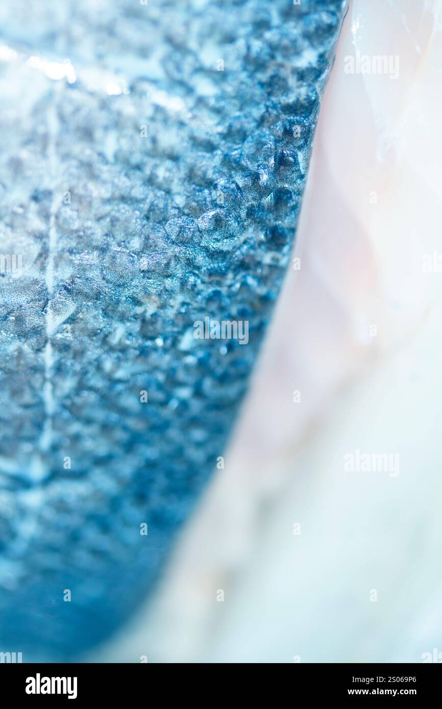 Close Up of Fish Skin and Scales With Sea Salt Abstract Macro ...