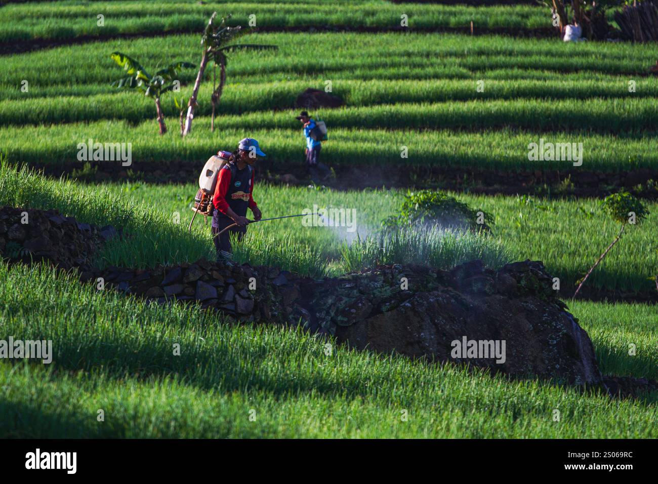 December 25, 2024, Garut, West Java, Indonesia: A farmer sprays the ...