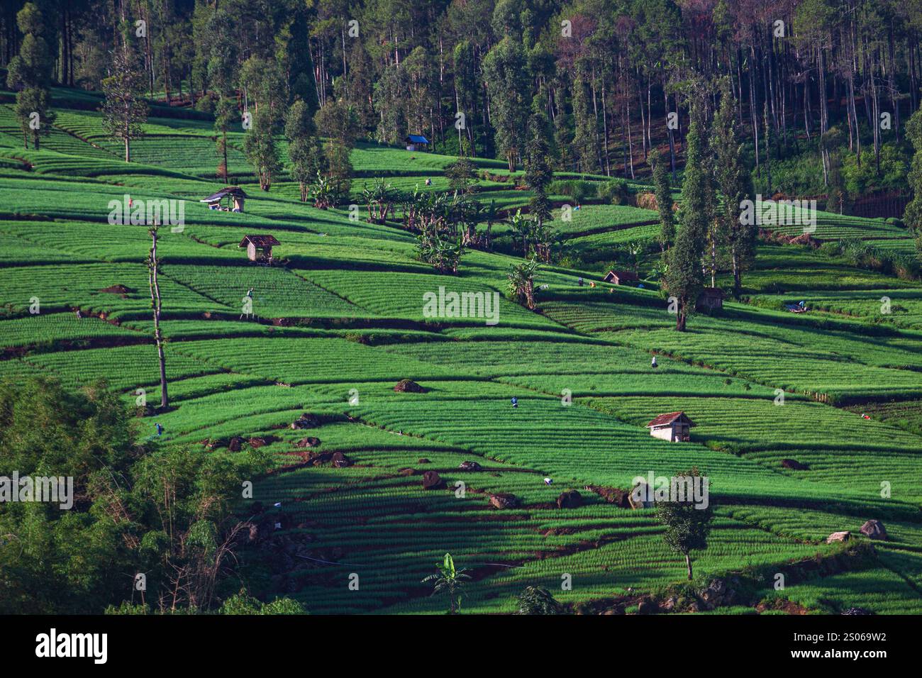 Garut, West Java, Indonesia. 25th Dec, 2024. General view of terraced ...