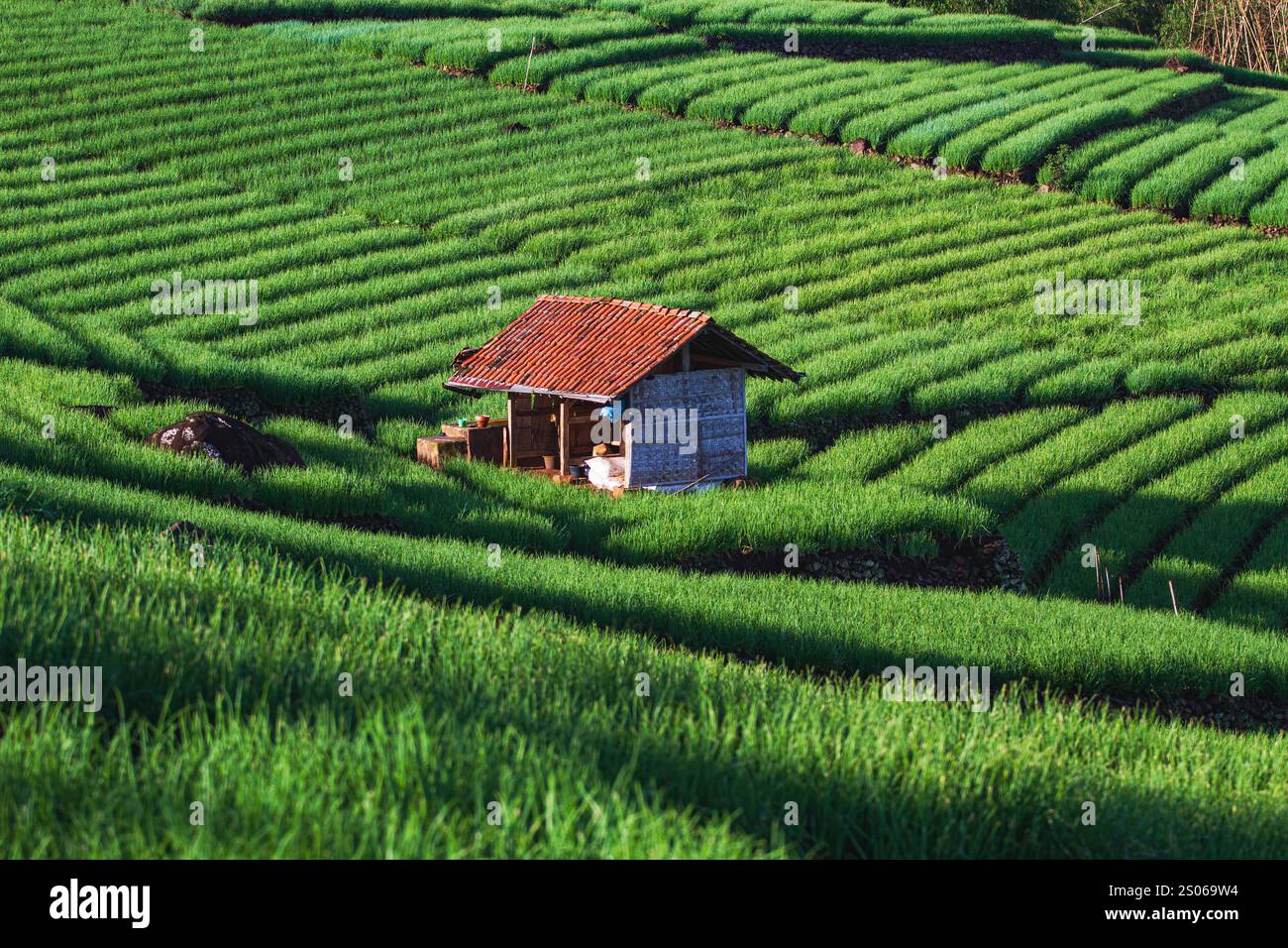 Garut, West Java, Indonesia. 25th Dec, 2024. General view of terraced ...