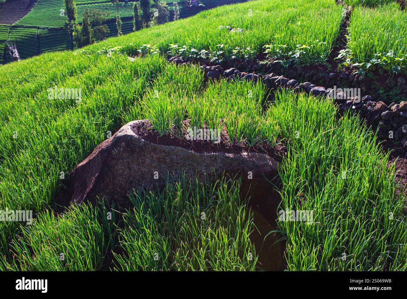 Garut, West Java, Indonesia. 25th Dec, 2024. General view of terraced ...