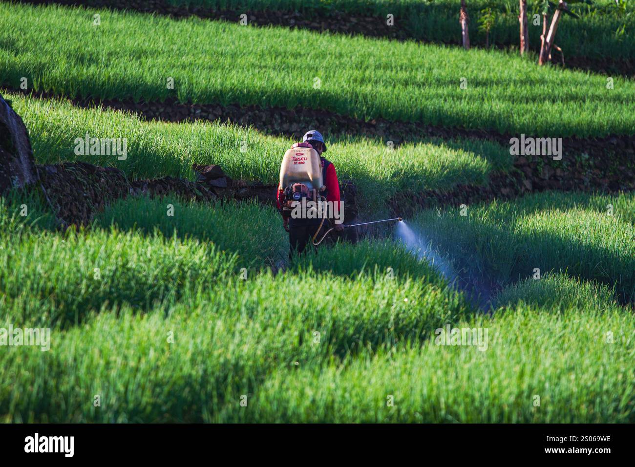 Garut, West Java, Indonesia. 25th Dec, 2024. A farmer sprays the ...