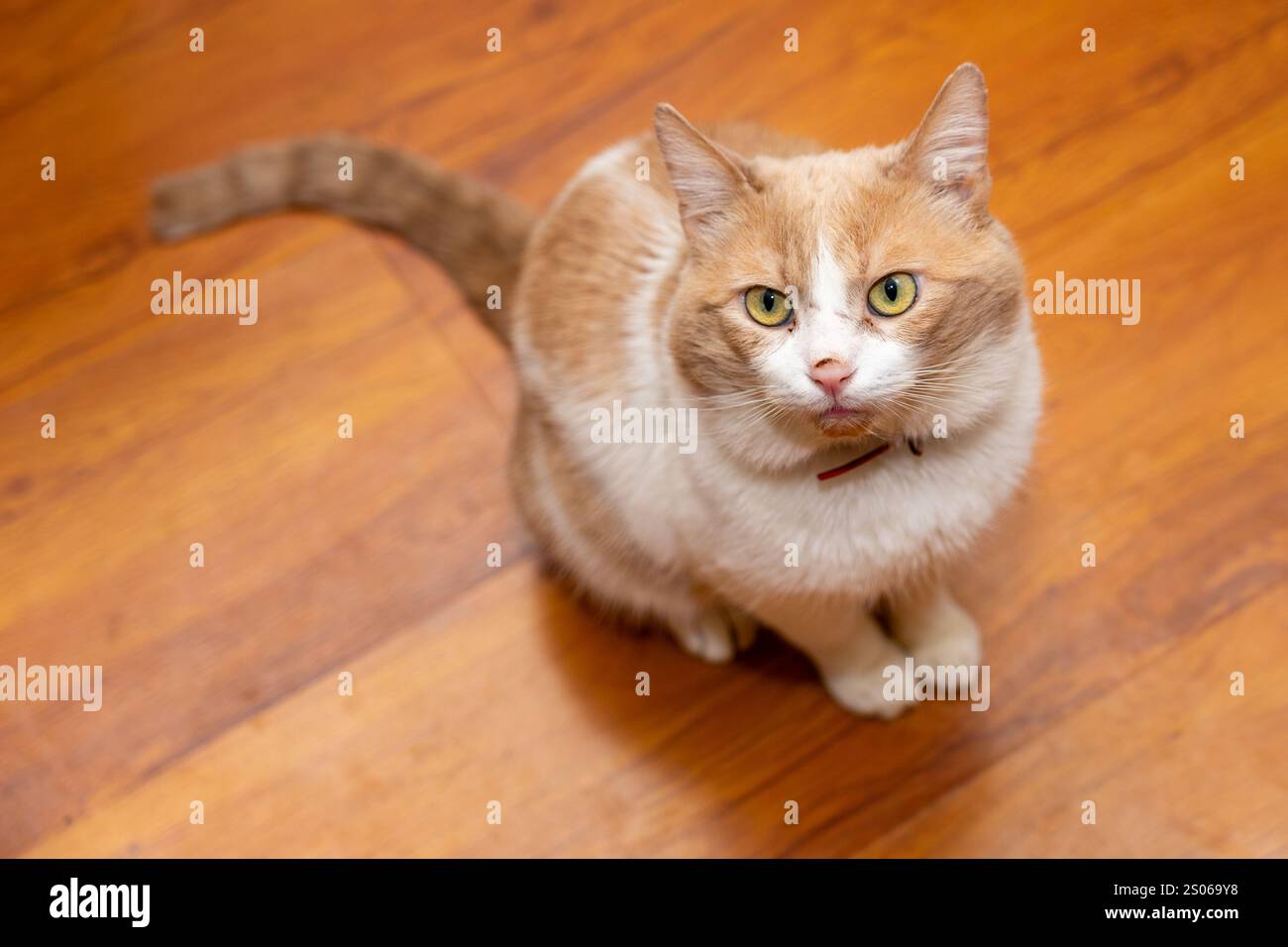A fluffy orange and white cat with striking green eyes sits on a ...