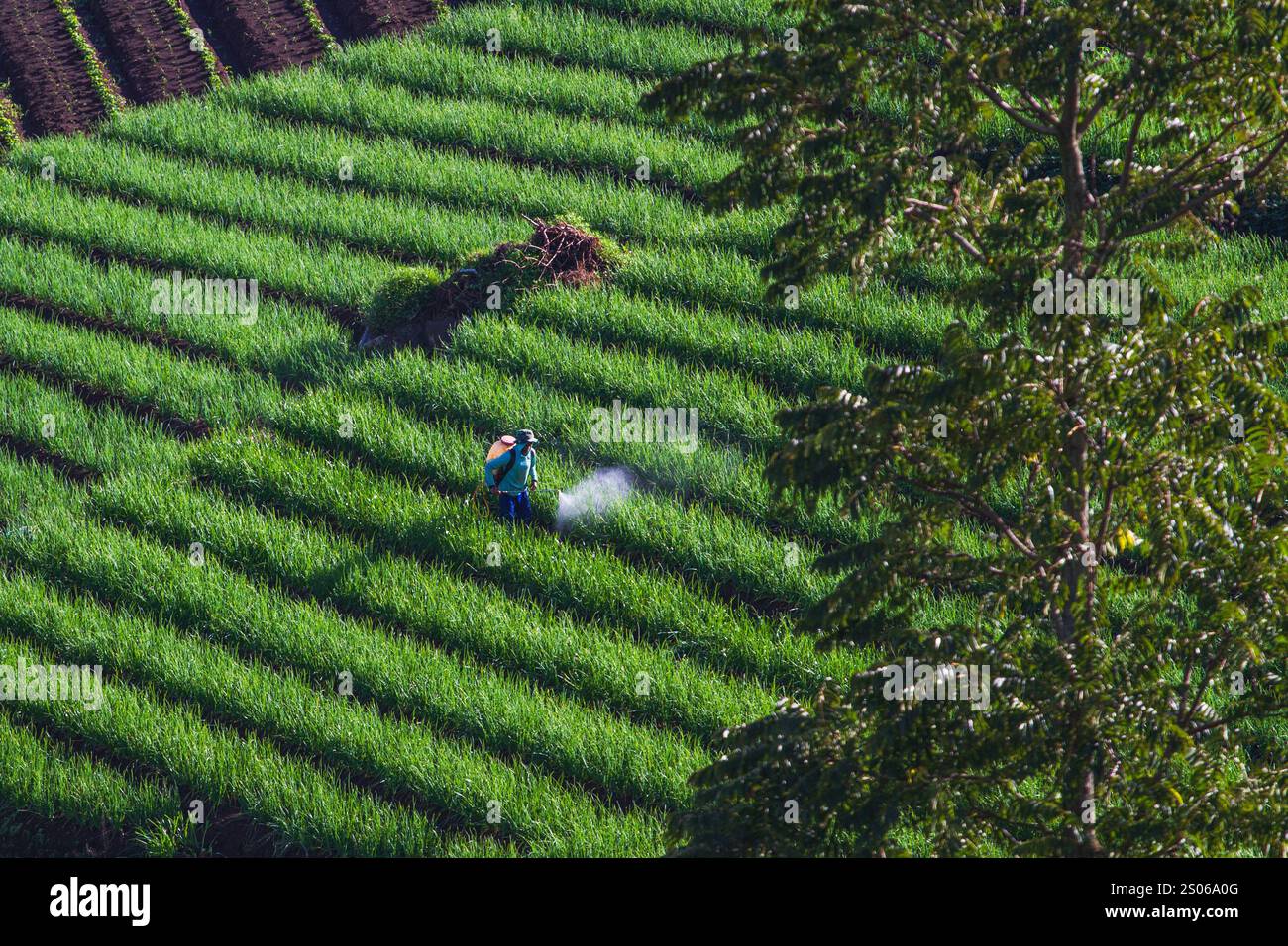 Garut, West Java, Indonesia. 25th Dec, 2024. A farmer sprays the ...