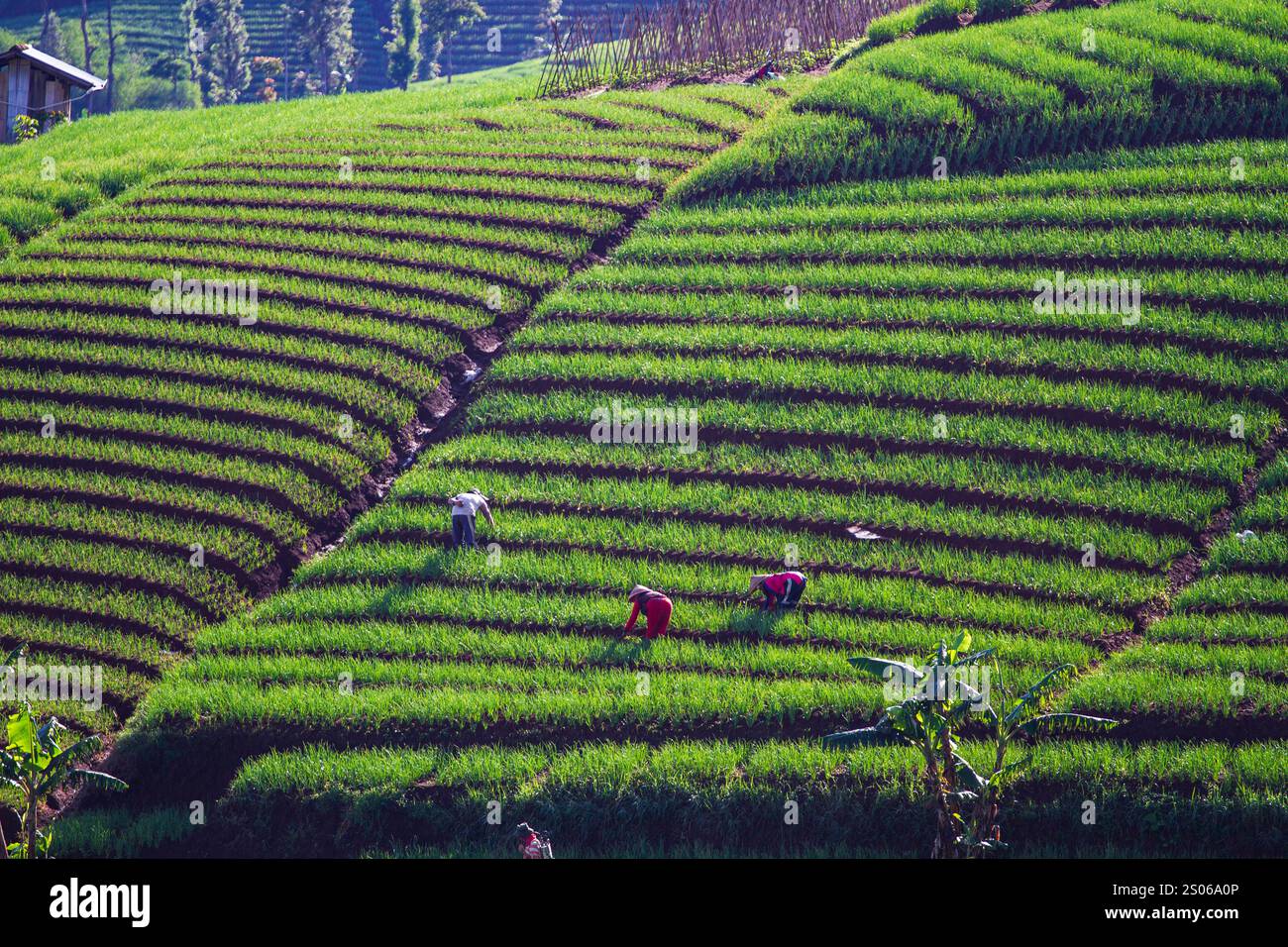 Garut, West Java, Indonesia. 25th Dec, 2024. Indonesian farmers work at ...