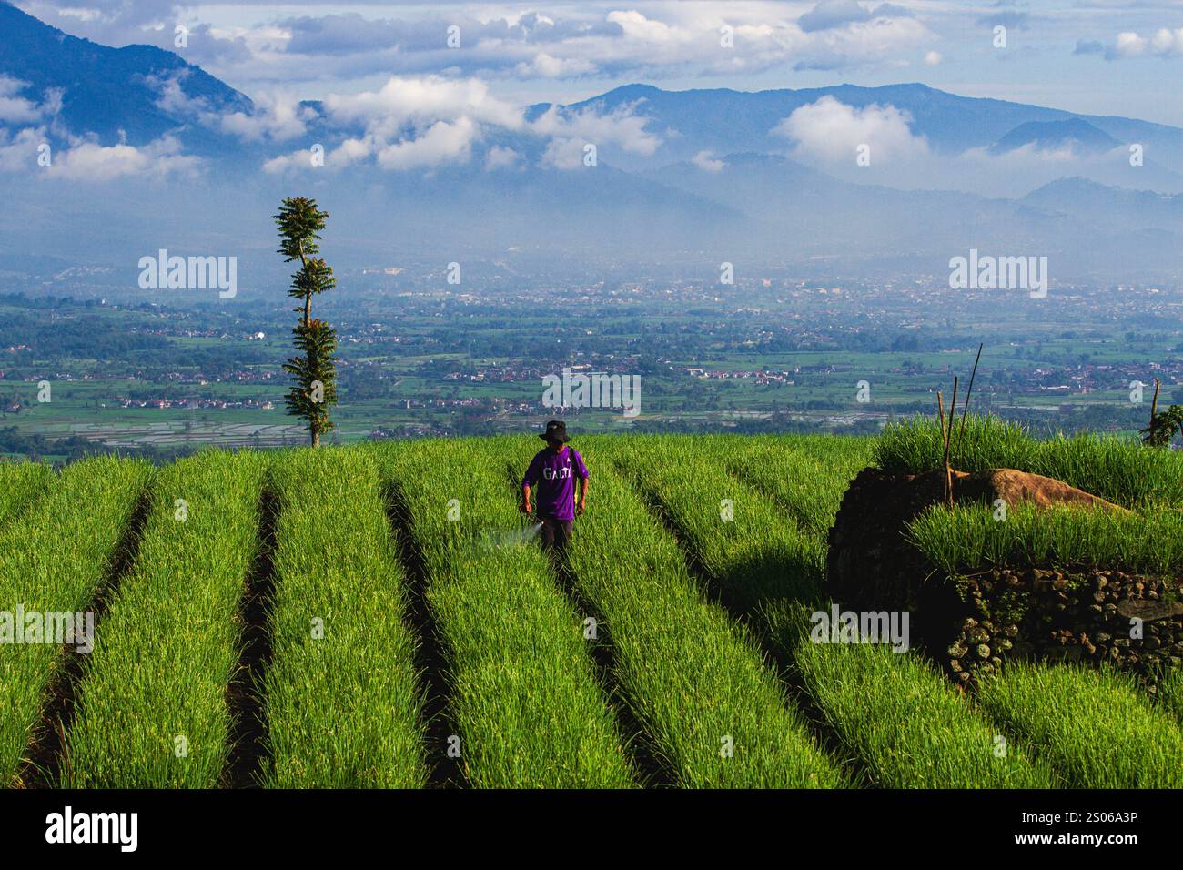 Garut, West Java, Indonesia. 25th Dec, 2024. A farmer sprays the ...