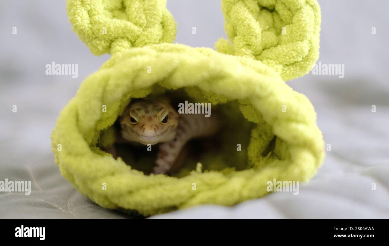 A gecko rests inside a fluffy green tunnel, its eyes peering with ...