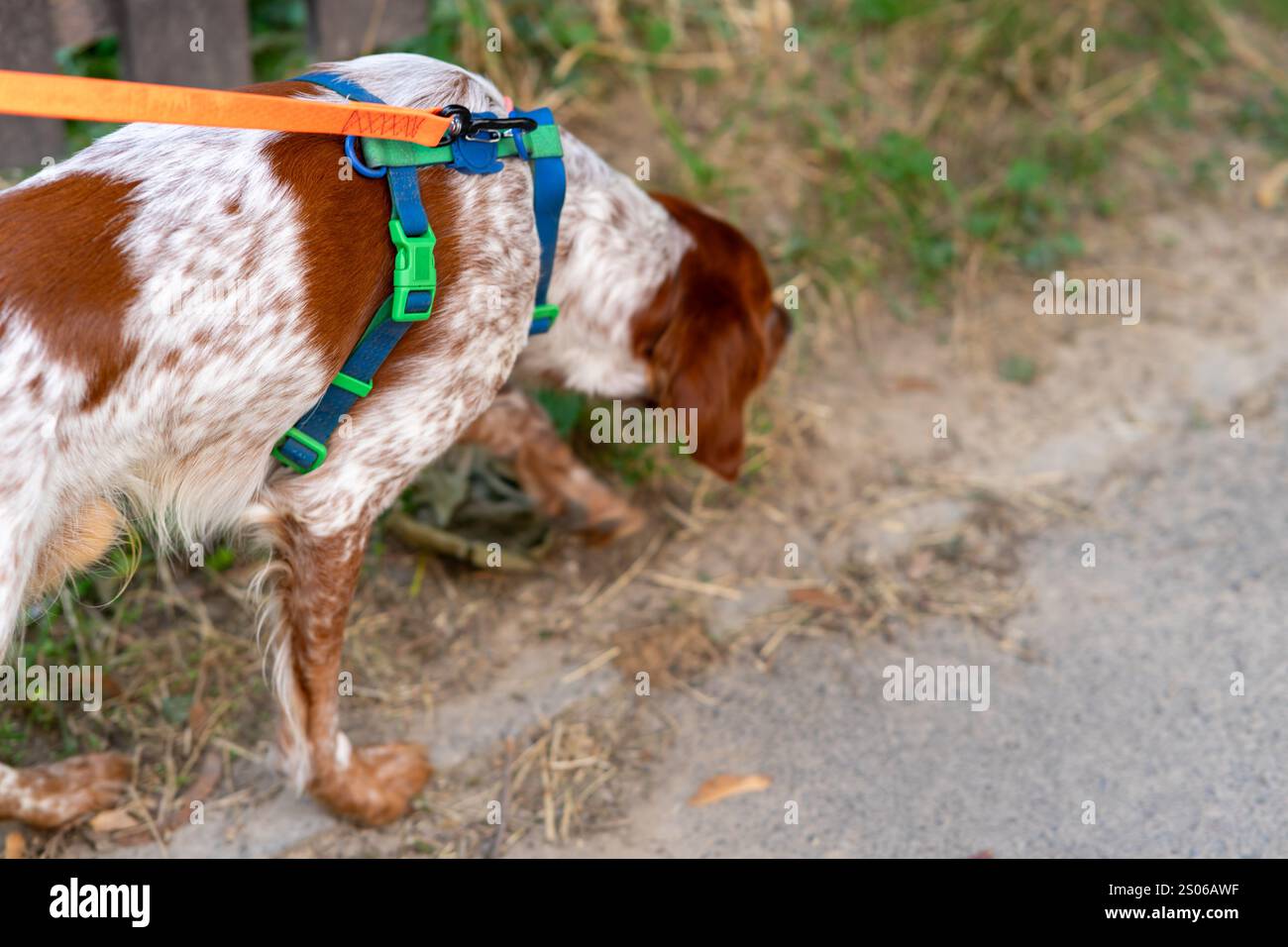 A dog is walking along a path in a natural setting, sniffing the ground with curiosity. The ...