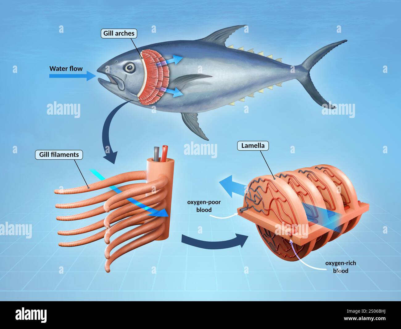 Fish respiratory system with gill filaments close-up. Digital ...