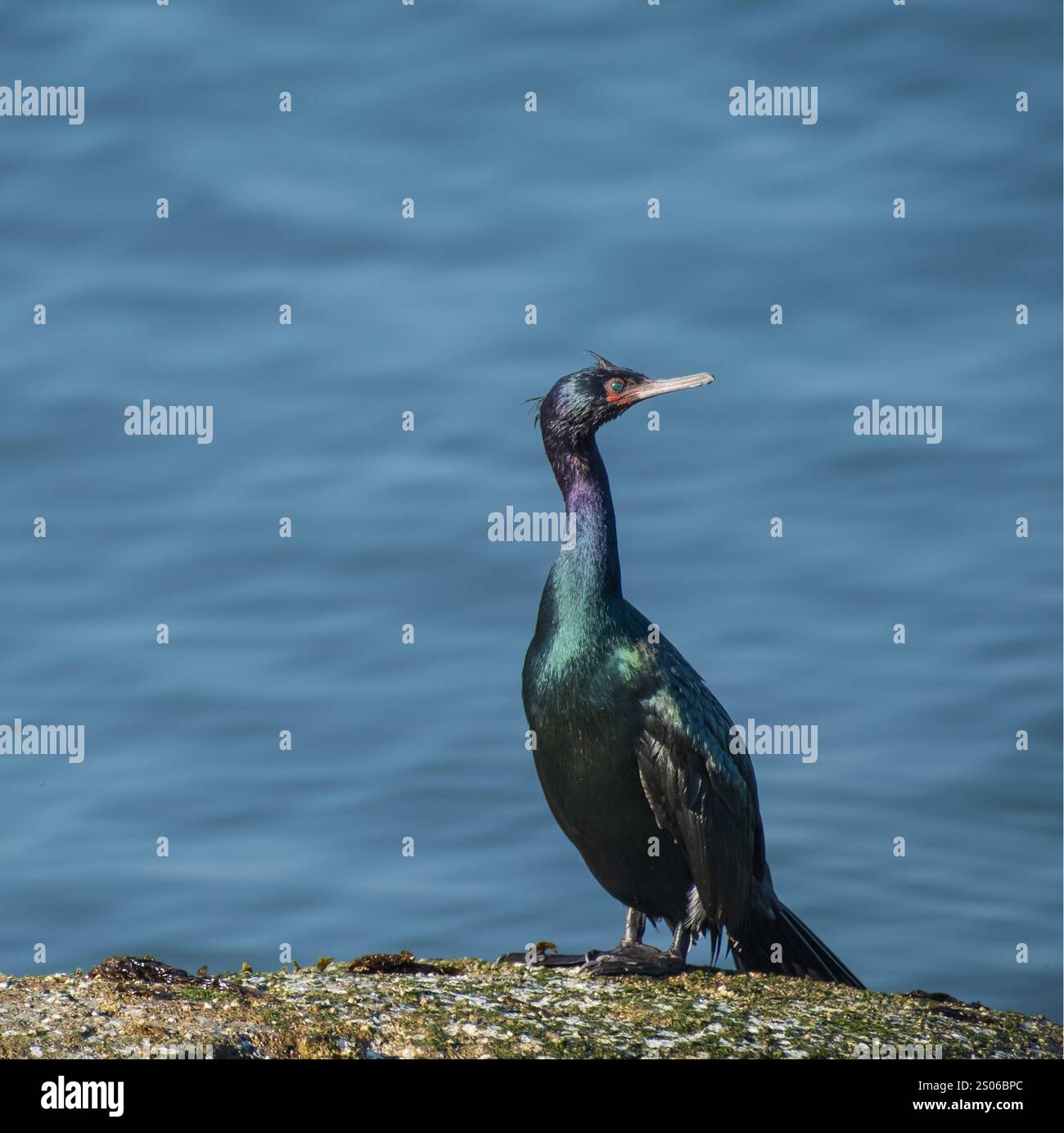 Double crested cormorant with azure eyes, standing on a a rock in ...