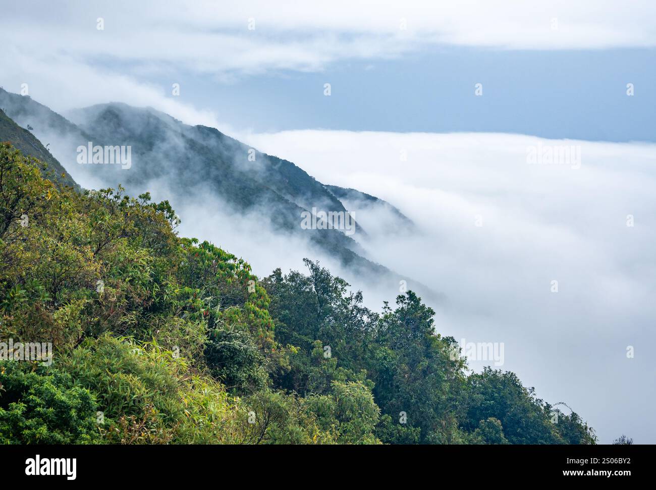 Mist and clouds shroud over lush green Atlantic forest. State of Rio de ...