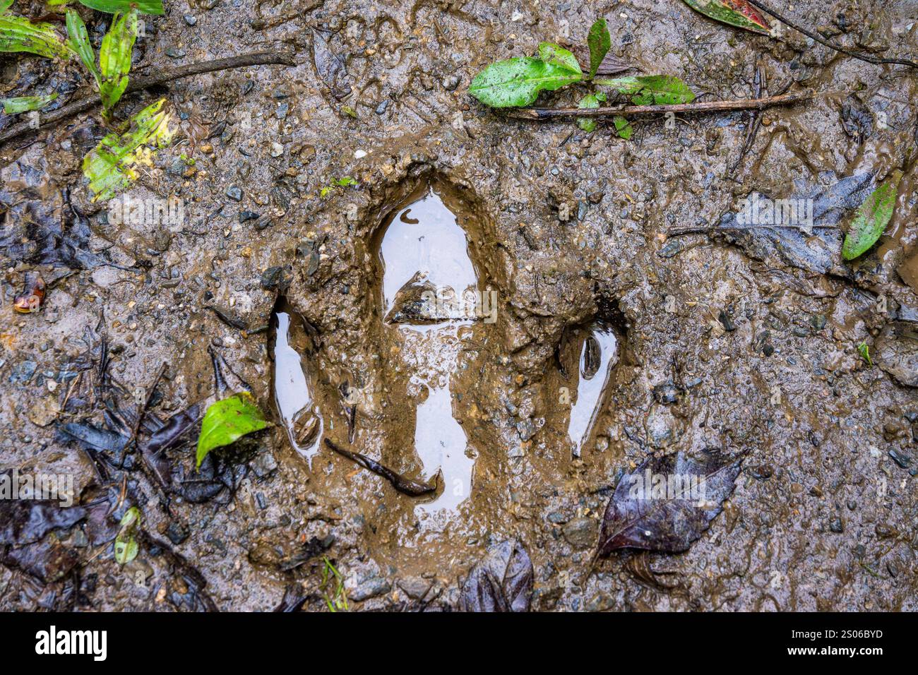 Footprint of a South America Tapir (Tapirus terrestris) in mud. Brazil ...