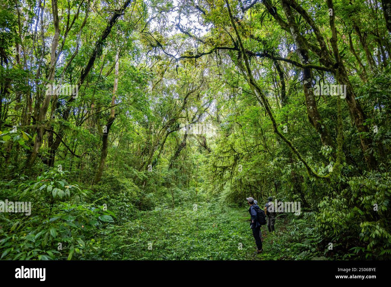 Visitors explore the lush green Atlantic forest at the Intervales State ...