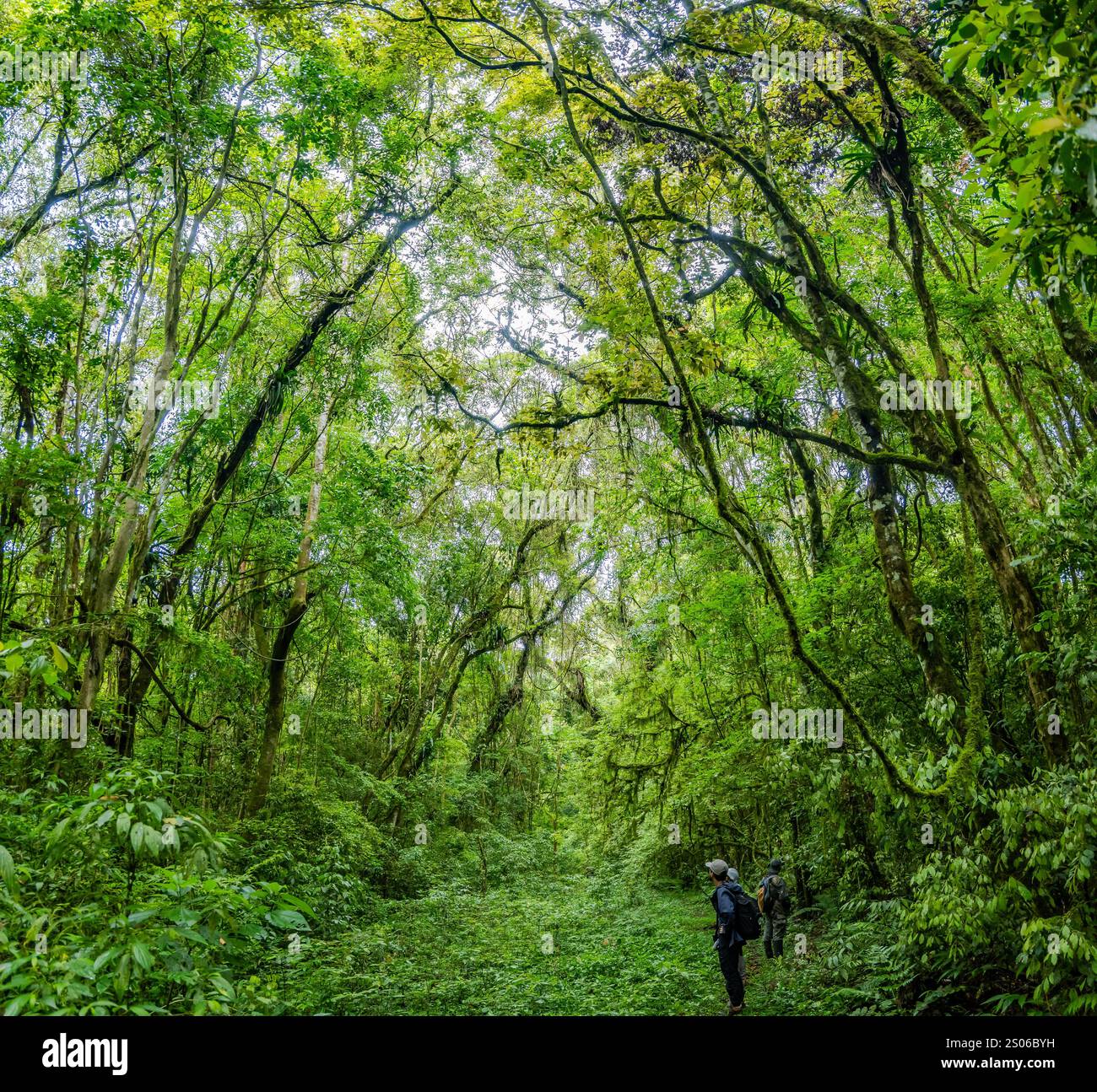 Visitors explore the lush green Atlantic forest at the Intervales State ...
