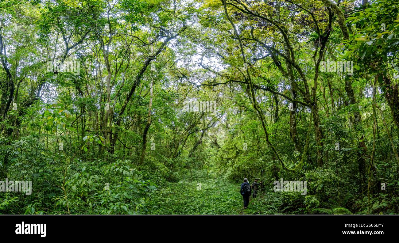 Visitors explore the lush green Atlantic forest at the Intervales State ...
