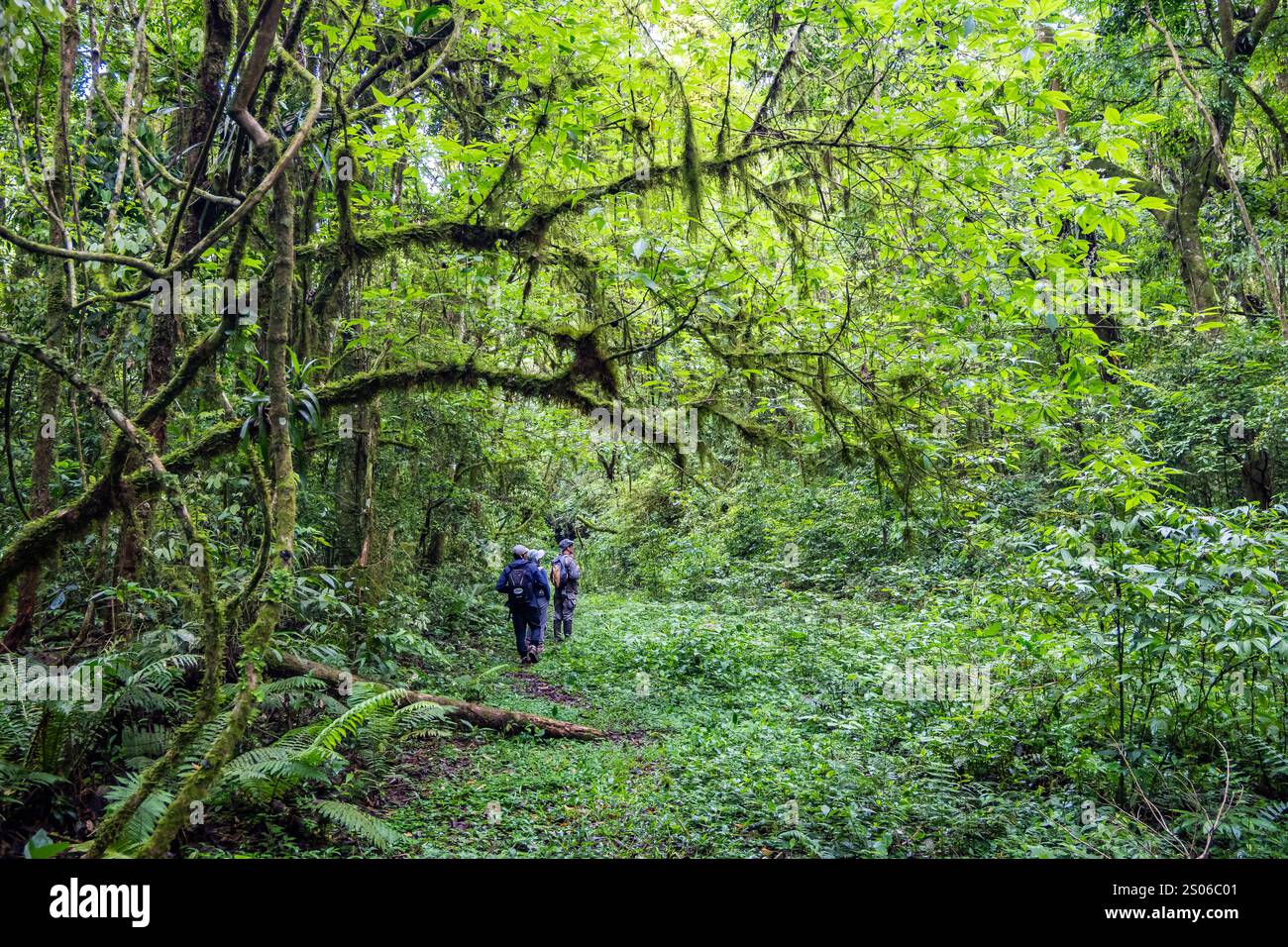 Visitors explore the lush green Atlantic forest at the Intervales State ...