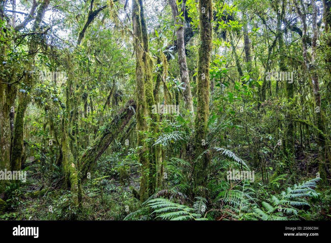 Moss draped trees in the Atlantic forest at the Intervales State Park ...