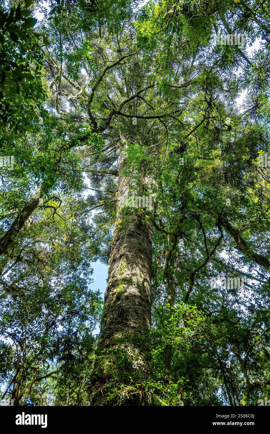 Brazilian pine tree hi-res stock photography and images - Alamy