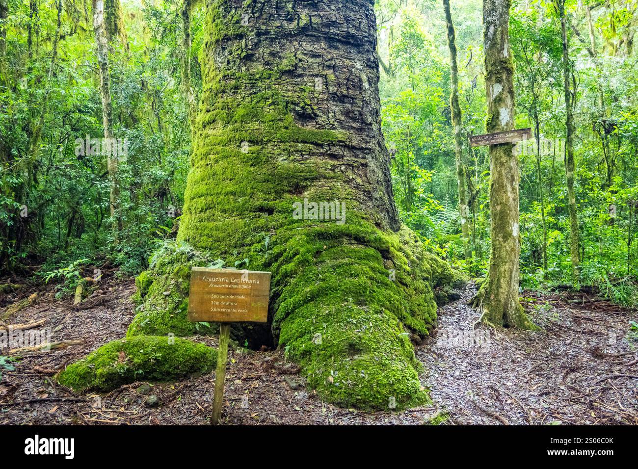 Giant base of a 500 years old Araucaria tree (Araucaria angustifolia ...