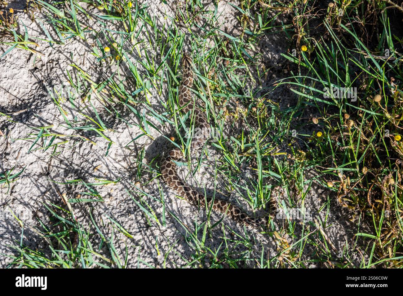 A South American Hognose Snake (Xenodon dorbignyi) in grass. Lagoa do ...