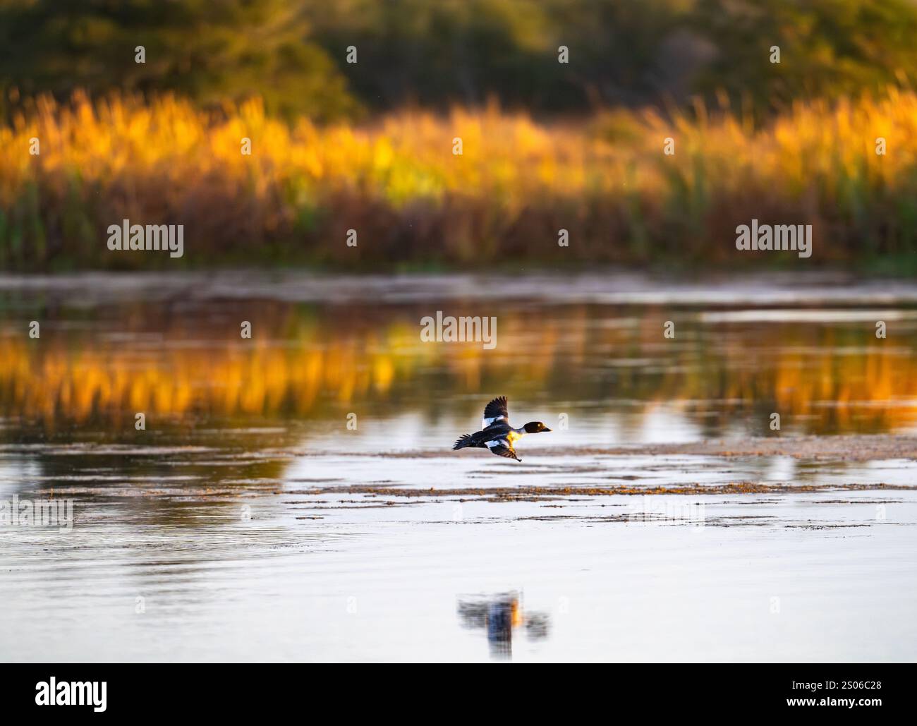 A Common Goldeneye (Bucephala clangula) flying over marsh. Texas, USA ...